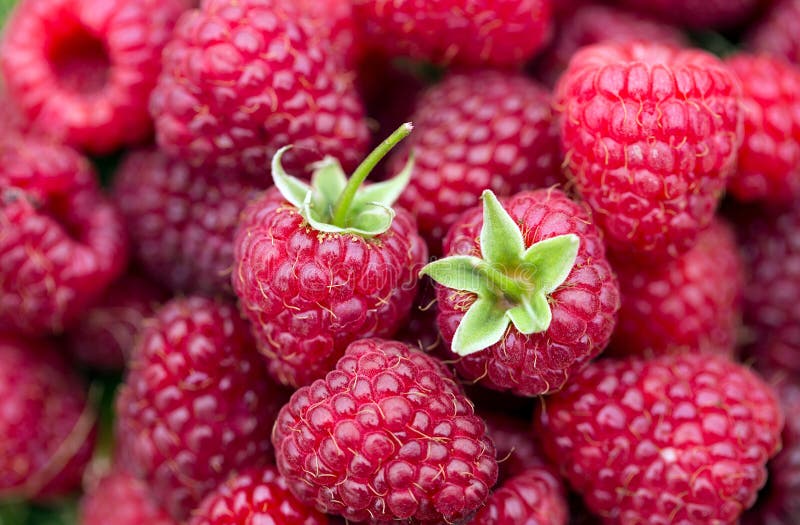 Sweet ripe raspberry stock photo. Image of juicy, healthy - 81018080