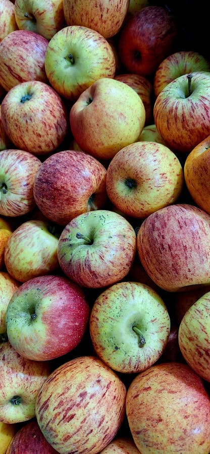 Sweet Riped Apples stock image. Image of hungry, riped - 314947077