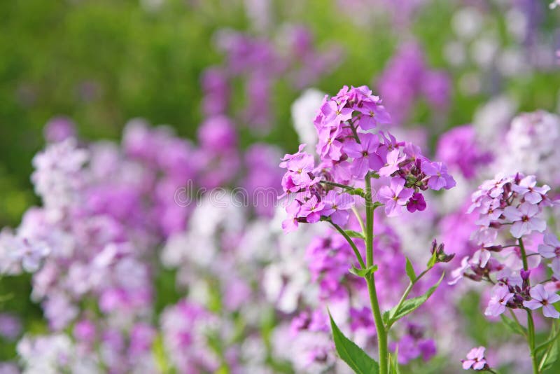 Sweet rocket flowers stock image. Image of petals, mustard - 149835173