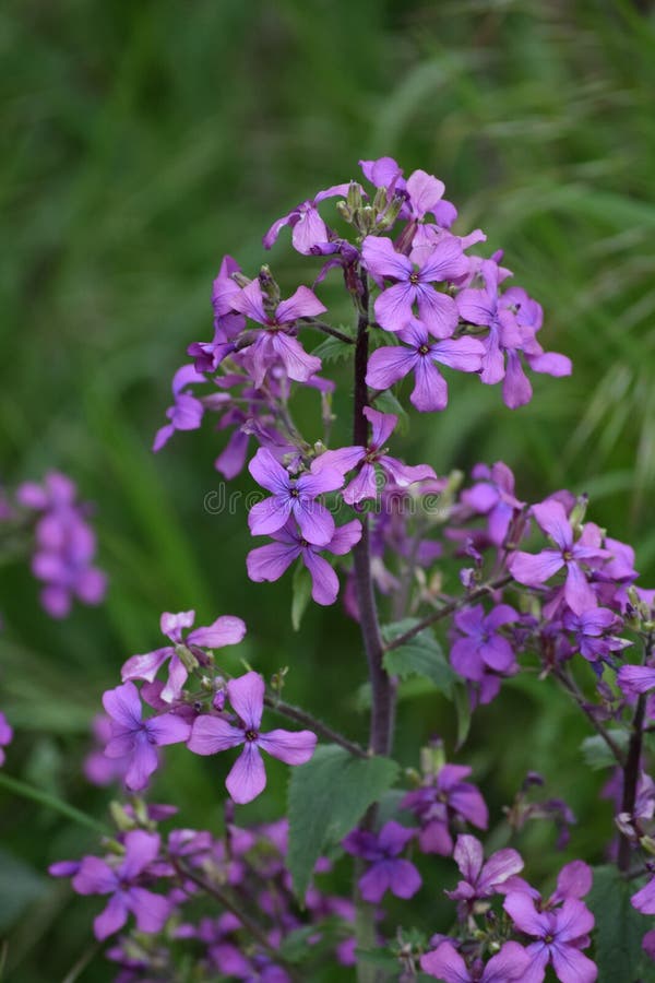 Sweet rocket flowers stock image. Image of petals, mustard - 149835173