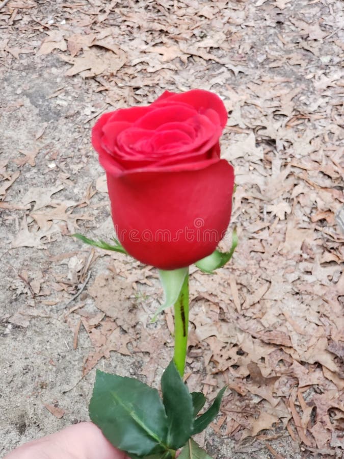 Sweet Rose and Dinner Will Make Some Good Times Come True Stock Photo ...
