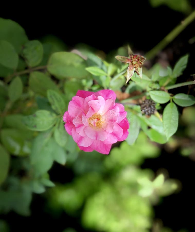 Sweet Rose stock photo. Image of valley, enriches, flower - 189895886