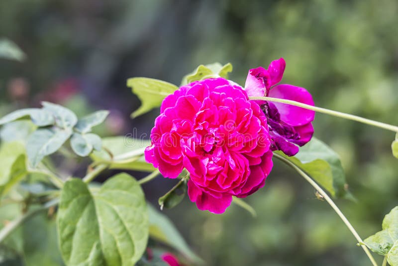 Sweet Rose Roses in the Garden Stock Photo - Image of vintage, natural ...