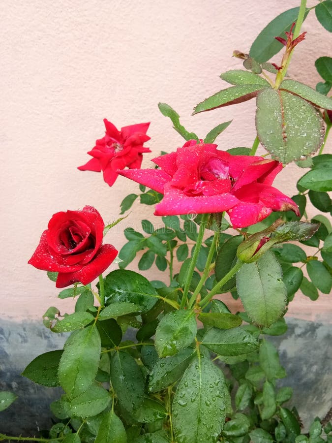 So sweet Rose stock photo. Image of sweet, rose - 125747854