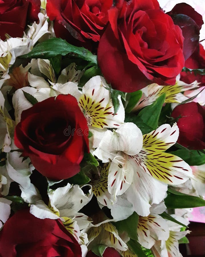 Sweet roses stock image. Image of fresh, sweet, love - 96290965