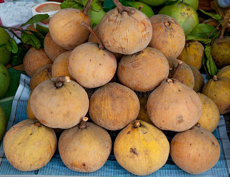 Sweet Santol fruits stock image. Image of food, fruits - 54832515