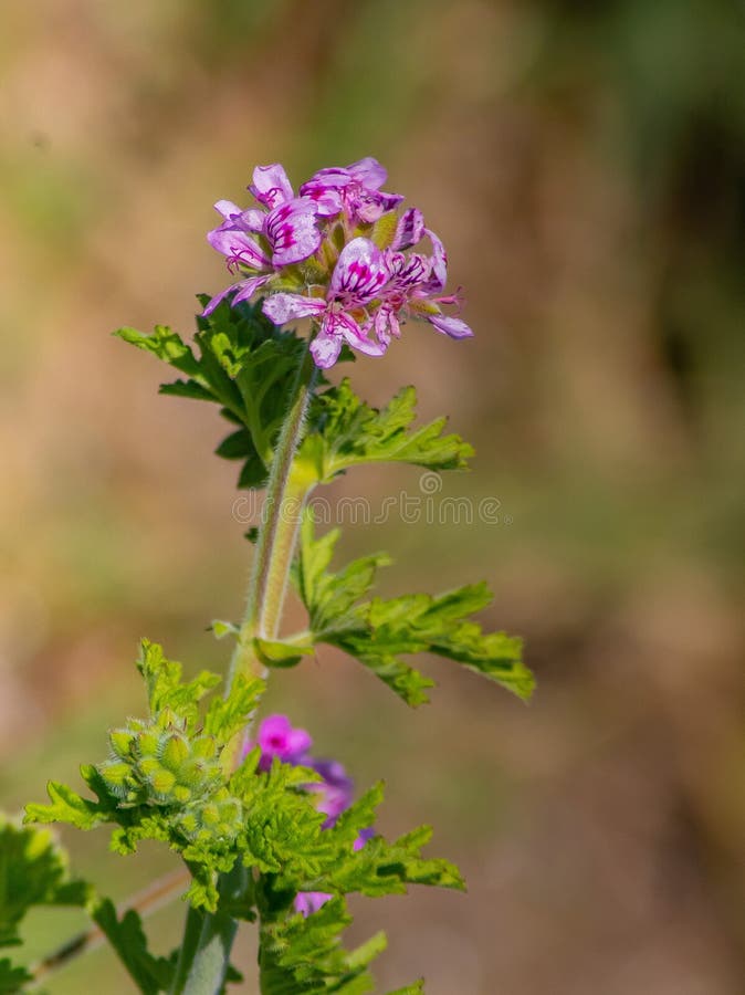 Sweet Scented Geranium: a Fragrant Delight in Nature Stock Image ...