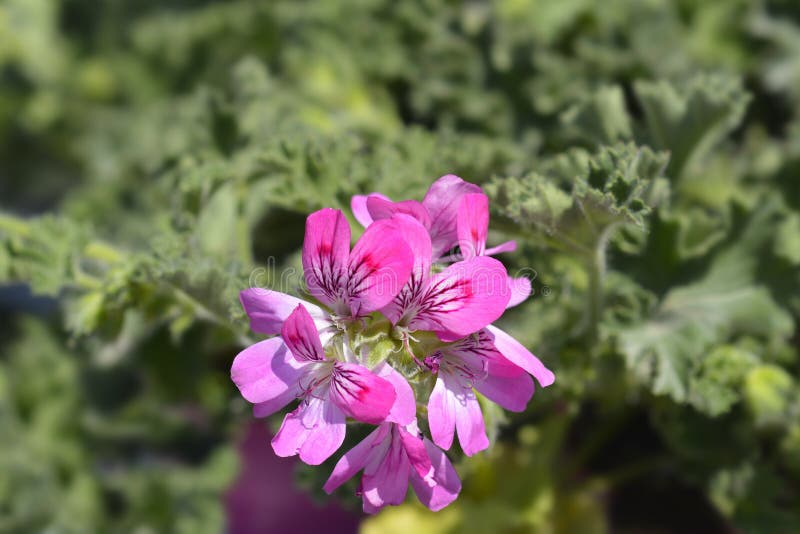 Sweet-scented geranium stock photo. Image of pink, close - 200446082