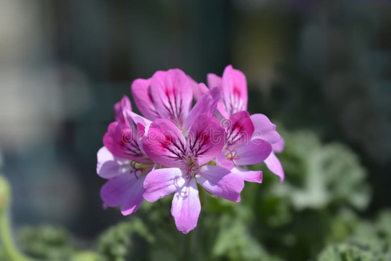 Sweet-scented geranium stock photo. Image of sweetscented - 203356552