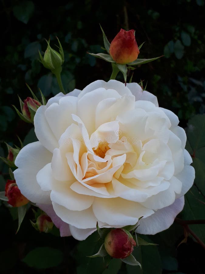 Sweet Scented Rose stock image. Image of buds, flower - 153310845