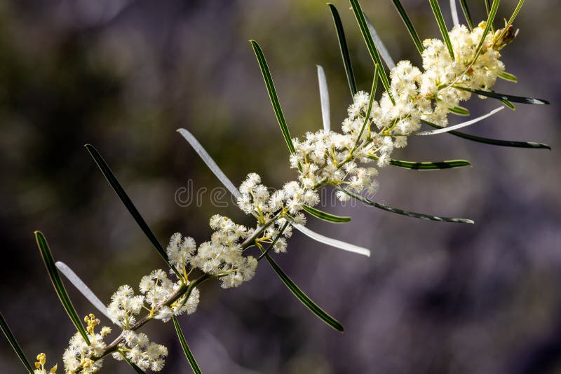 Sweet-scented Wattle stock photo. Image of flora, australia - 281624090