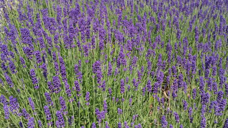 Fresh. Sweet Scented Budding Violet Lavender Stock Image - Image of ...