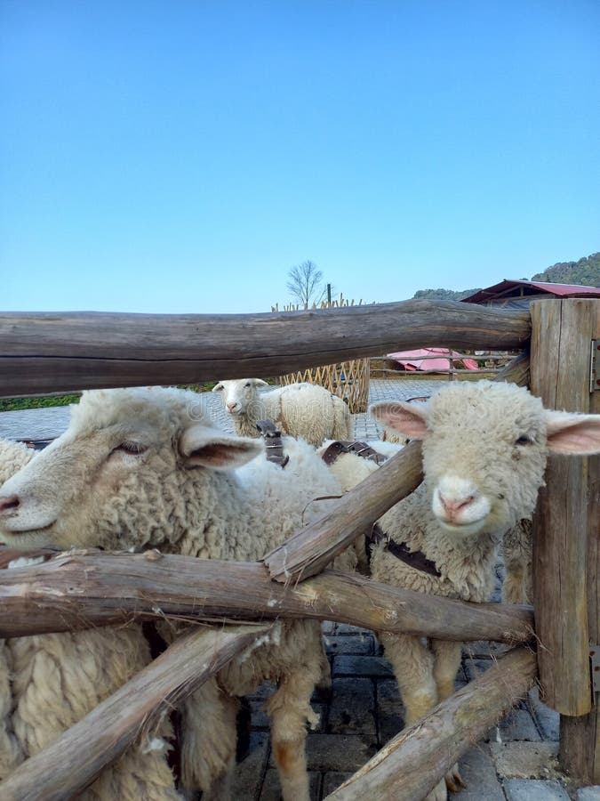 Sweet lambs gather stock photo. Image of bovine, goats - 278756536