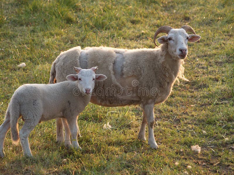 Sweet sheeps stock image. Image of animals, wool, animal - 37819453