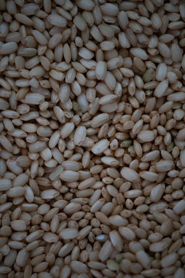 Sweet Short Grain Brown Rice Stock Image - Image of grains, texture ...