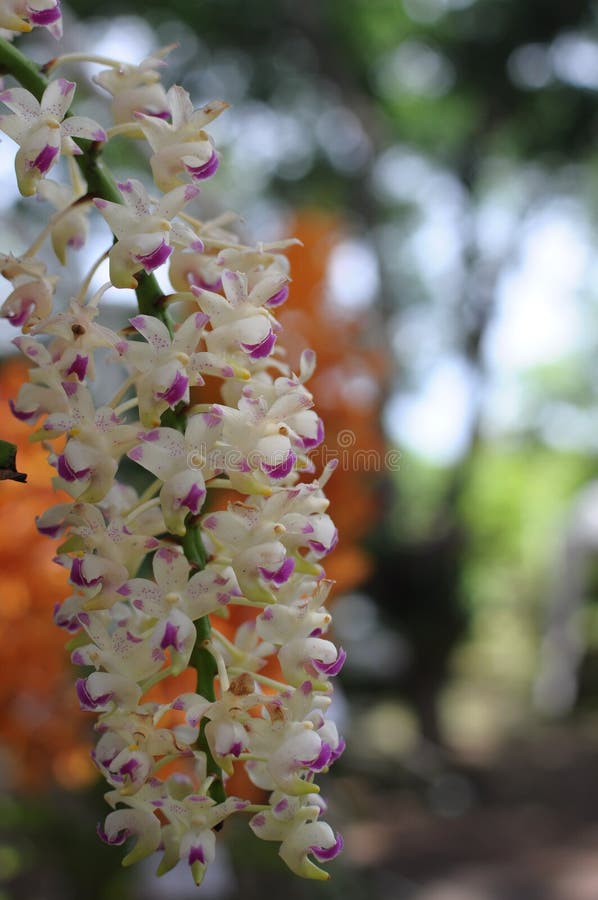 Sweet Small Orchids stock photo. Image of small, garden - 43049718