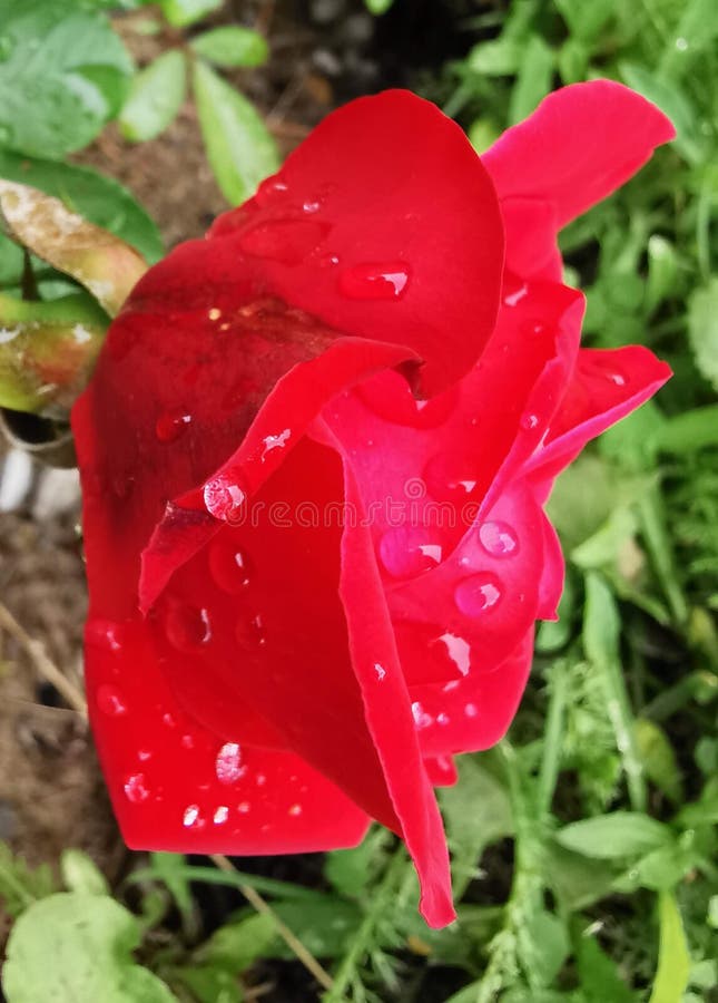 The Sweet Smell of a Beatiful Rose Stock Image - Image of beatiful ...