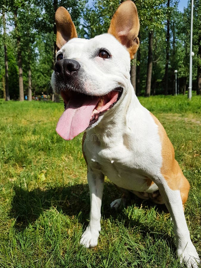 Sweet smiling dog stock image. Image of bull, mouth - 119112337