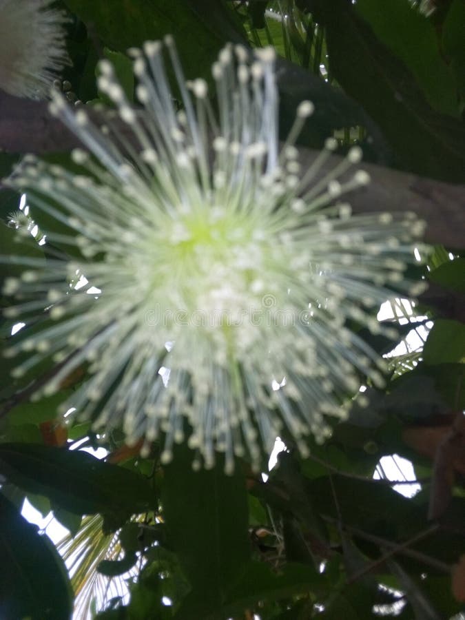 So soft flower stock image. Image of pictur, soft, flower - 114998259