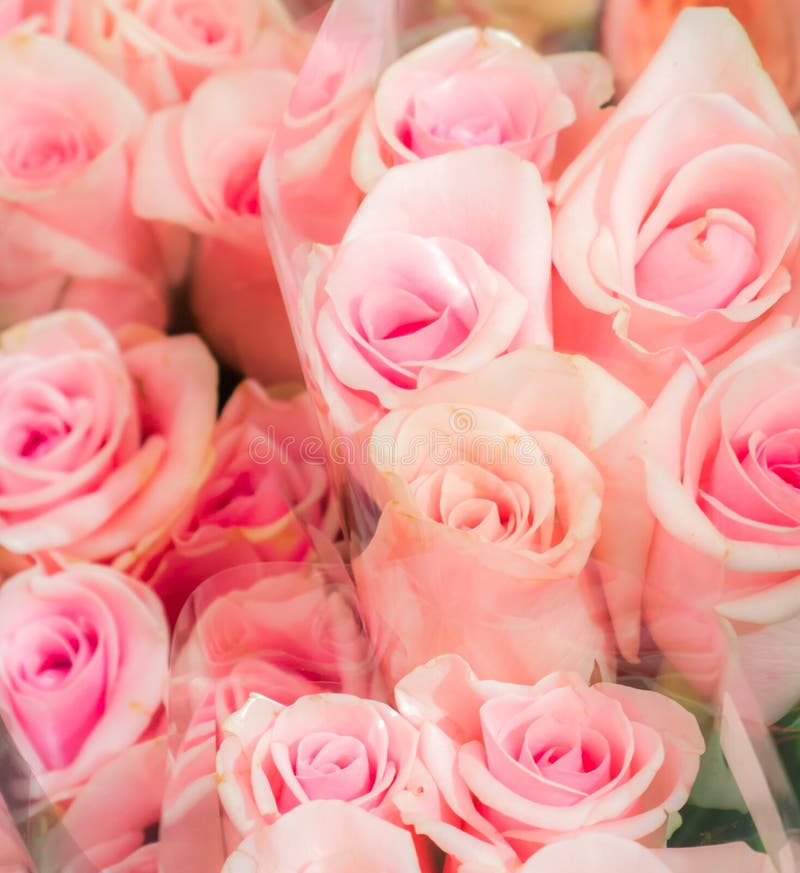 Sweet and soft roses stock photo. Image of love, wrap - 35973142