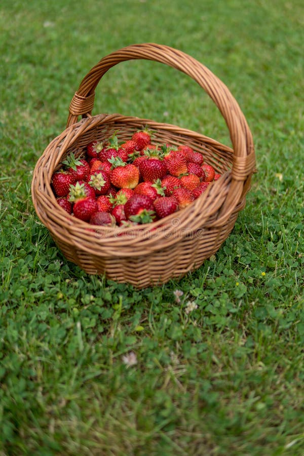Sweet and Soft Strawberries Stock Photo - Image of food, detail: 240208912