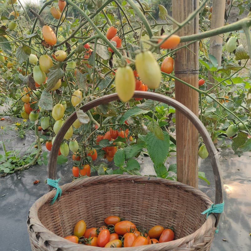 Sweet Solarino Tomato in a Basket on Plant Plot Stock Photo - Image of ...