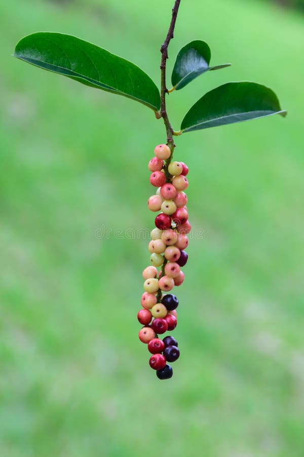 Sweet and Sour Fruit Call Antidesma Thwaitesianum on the Tree Stock ...