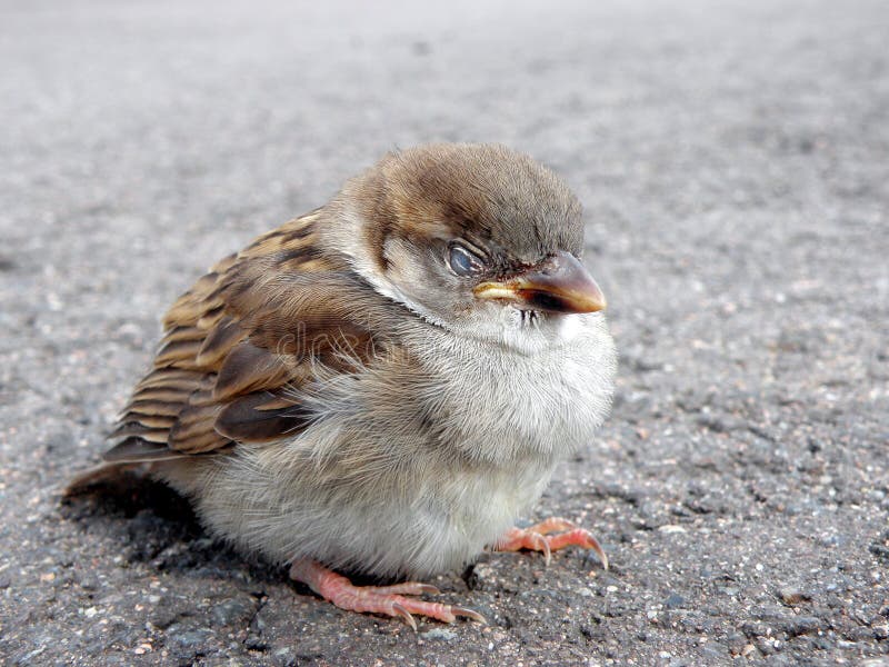 Sweet Sparrow stock image. Image of chirp, slob, shoot - 37528993