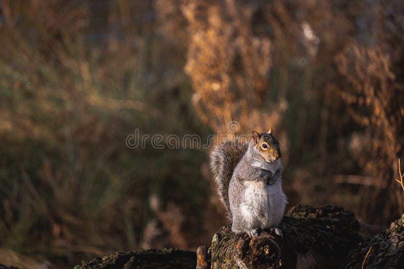 Sweet Squirrel in the park stock image. Image of leaf - 265645647