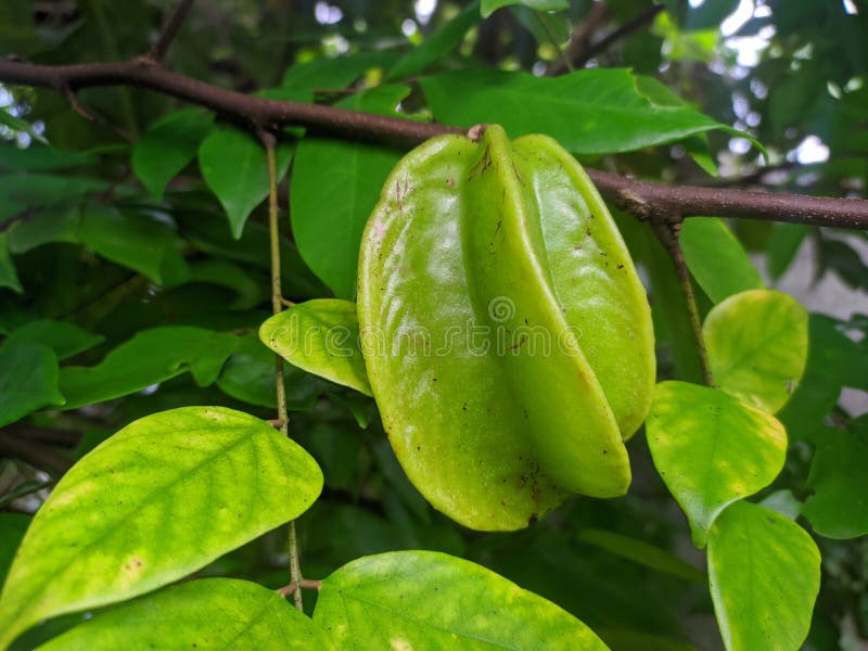 Sweet star fruit stock photo. Image of diet, freshness - 208679832