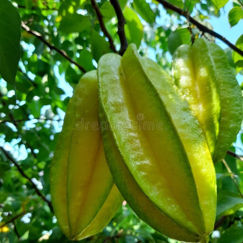 Sweet Starfuits Stock Photos - Free & Royalty-Free Stock Photos from ...