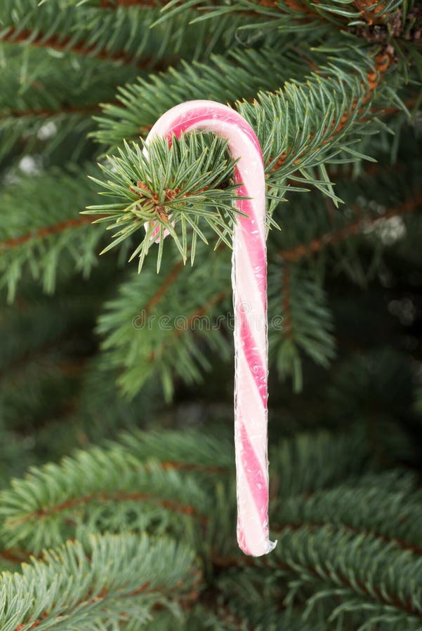 Sweet Stick Hanging on a Tree. Stock Image - Image of ornament ...