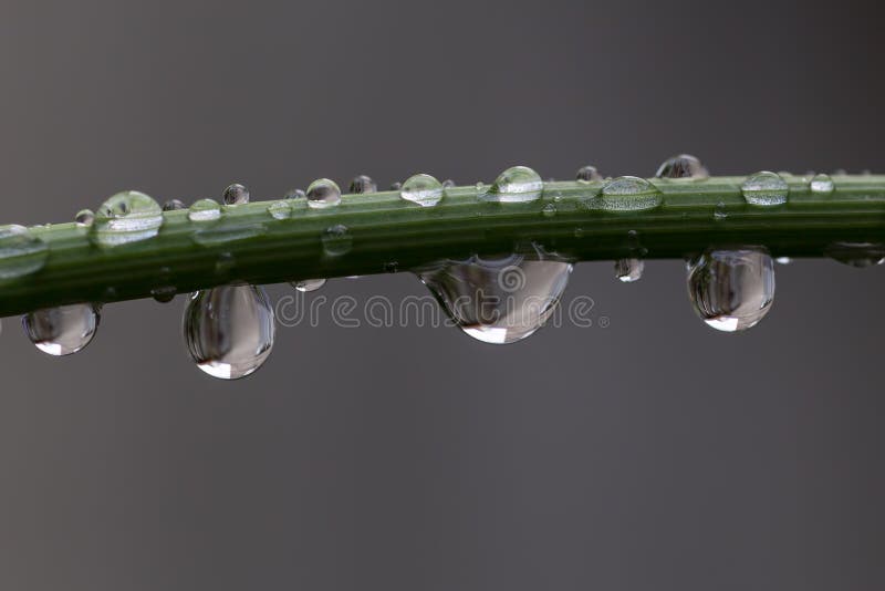 Sweet Summer Showers: Raindrops on Foliage Stock Image - Image of ...