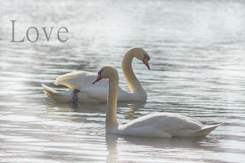 Sweet Swans, Symbols of Love. Stock Image - Image of floats, bird: 88566217