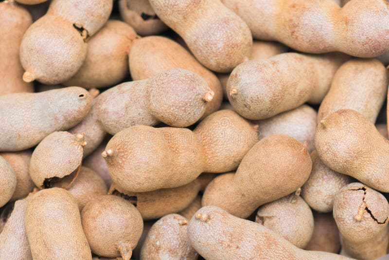 Sweet Tamarind Fresh from Garden Stock Photo - Image of plant, sweet ...