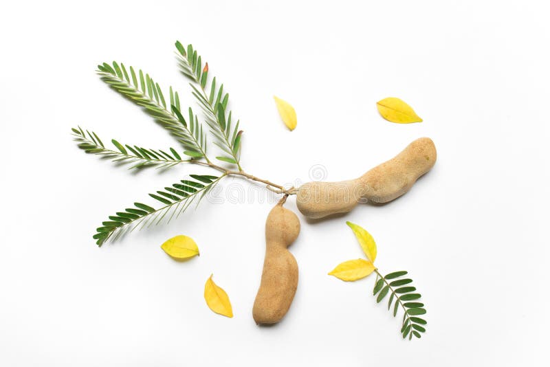 Sweet Tamarind Fruit Popular Now.in Thailand. Stock Image - Image of ...