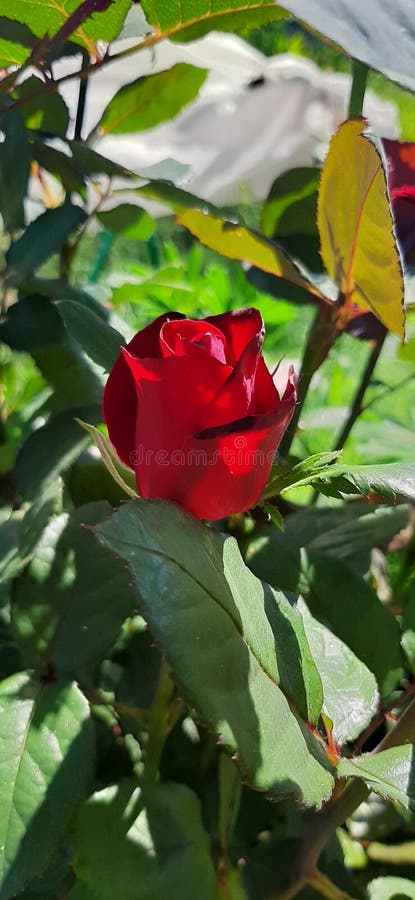 Sweet tea rose burgundy stock photo. Image of tree, petal - 225741410
