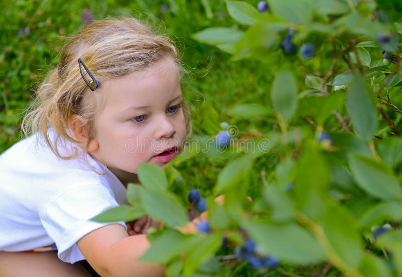 Sweet Titbits in the Garden Stock Image - Image of plant, agriculture ...