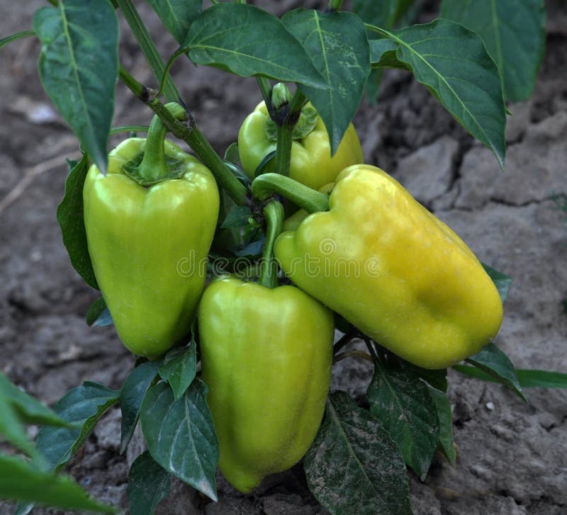 Sweet pepper vegetable_3 stock image. Image of pepper - 99276603