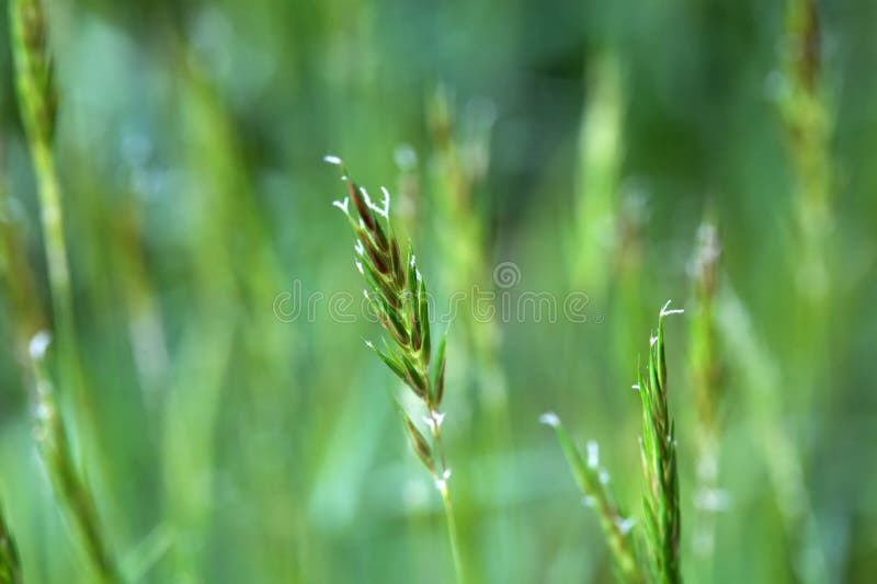 Sweet Vernal Grass, Anthoxanthum Odoratum Stock Photo - Image of branch ...