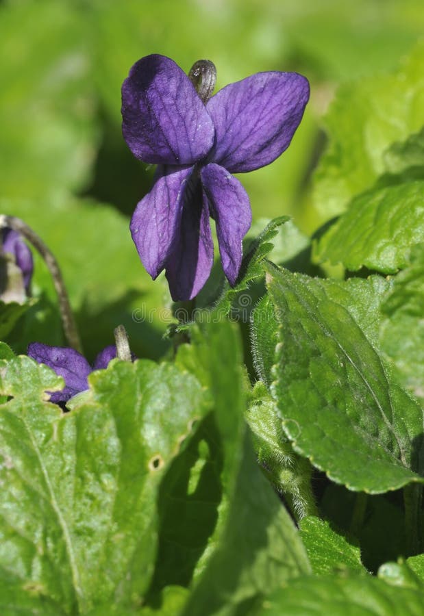 Sweet Violet stock image. Image of vertical, sweet, england - 19241167