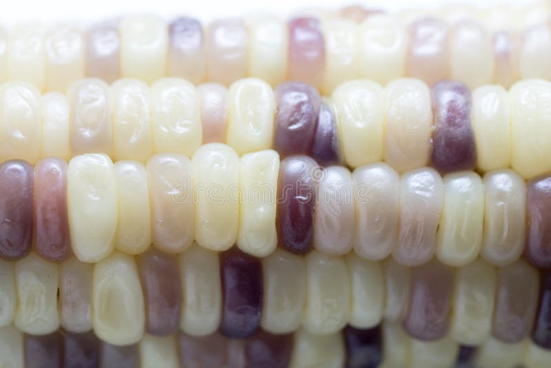 Violet color corn stock image. Image of eating, maze - 24227547