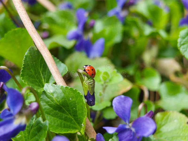 Spring Ladybug stock image. Image of wetness, ladybug, green - 686665