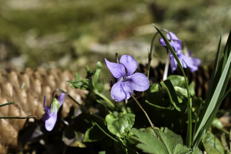 The Sweet violet of spring stock image. Image of blossom - 181360489