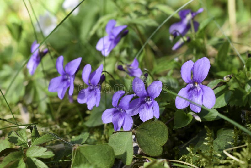The Sweet violet of spring stock photo. Image of bouquet - 181360502