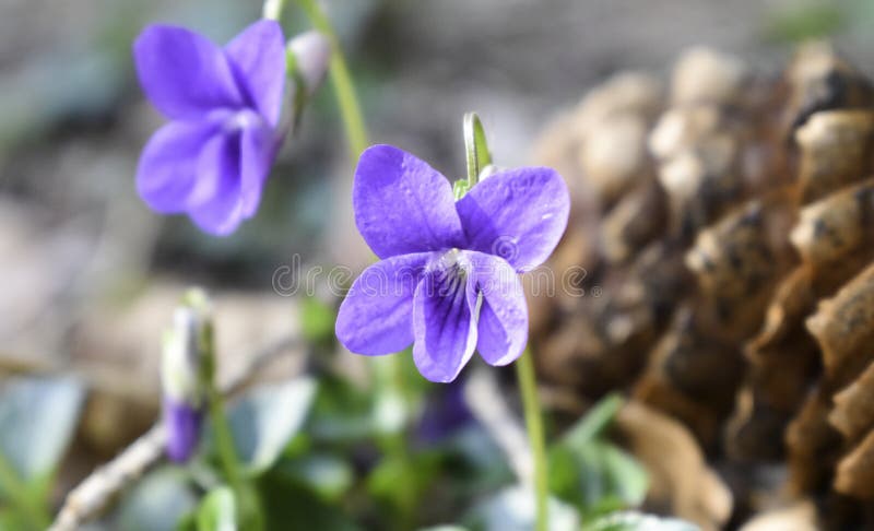 The Sweet violet of spring stock image. Image of natural - 181360523