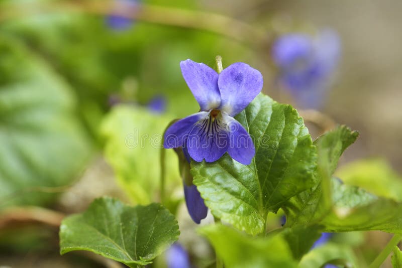 The Sweet Violet, English Violet, Common Violet, or Garden Violet ...