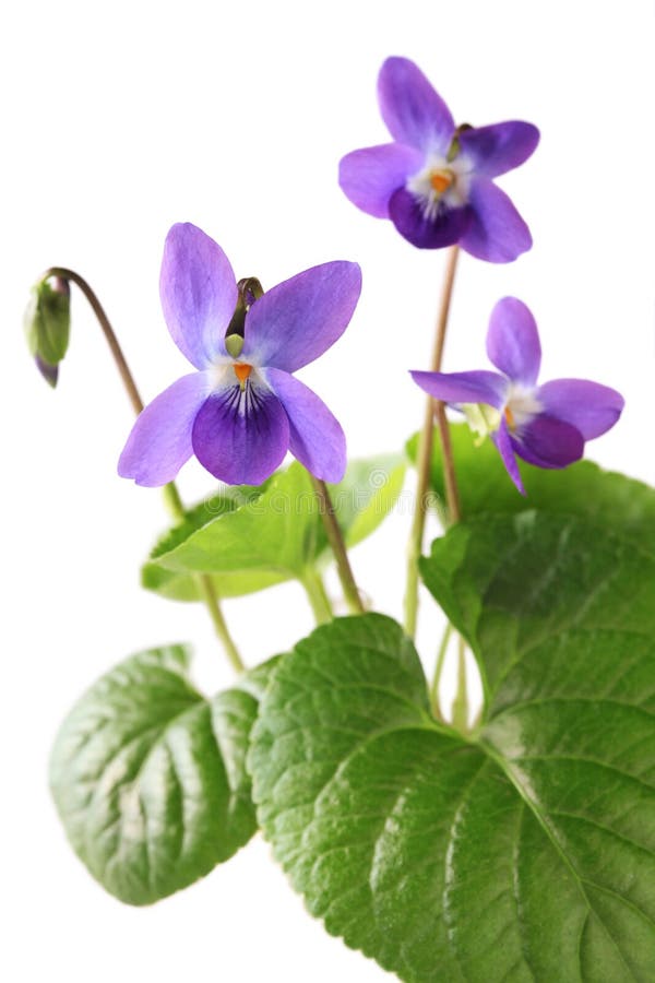 Oak_(Quercus_robur) stock illustration. Illustration of leafy - 9745825