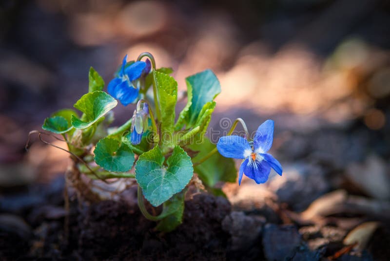 Sweet Violet stock image. Image of flower, odorata, sweet - 38783977