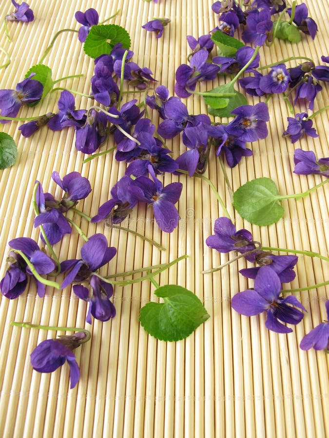 Sweet violets stock photo. Image of wild, scented, plant - 34464894